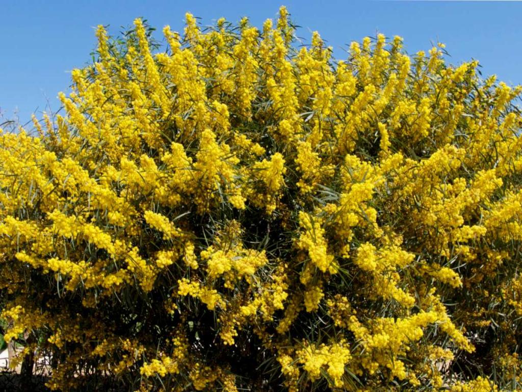 Mimosa tree pruning, how to trim and shape winter mimosa