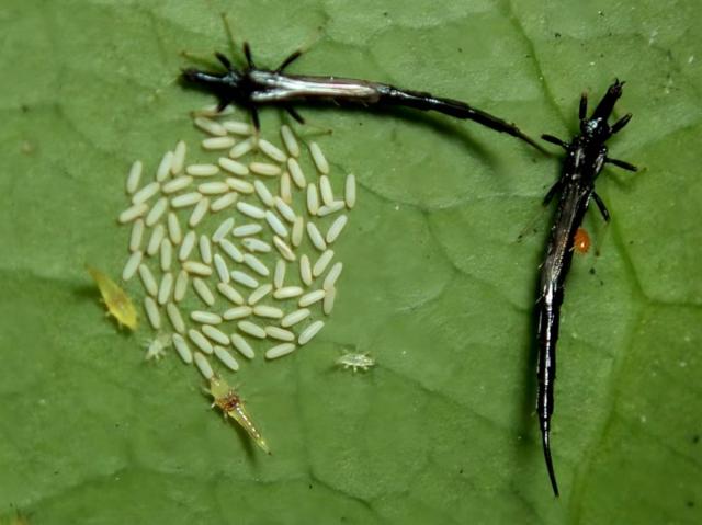 Species of thrips - Tubulifera & Terebrantia thrips most likely to ...