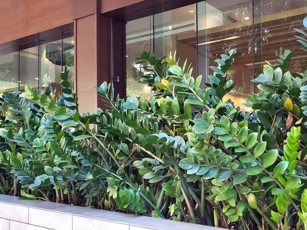 Outdoor Zamioculcas – planting, pots and care for ZZ plant outside