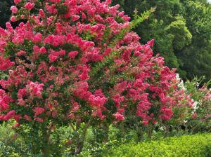 Lagerstroemia, how to plant and care
