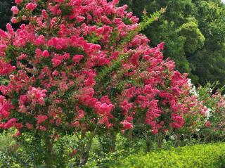 Lagerstroemia, how to plant and care
