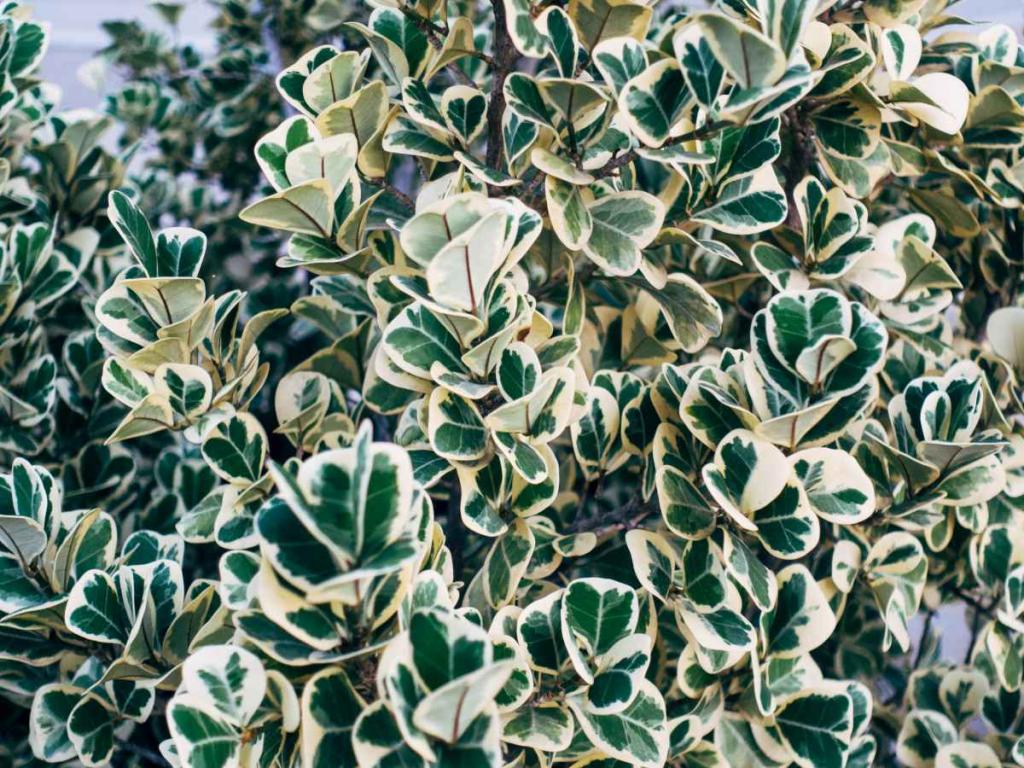 Spindle - planting, pruning, care and favorite species