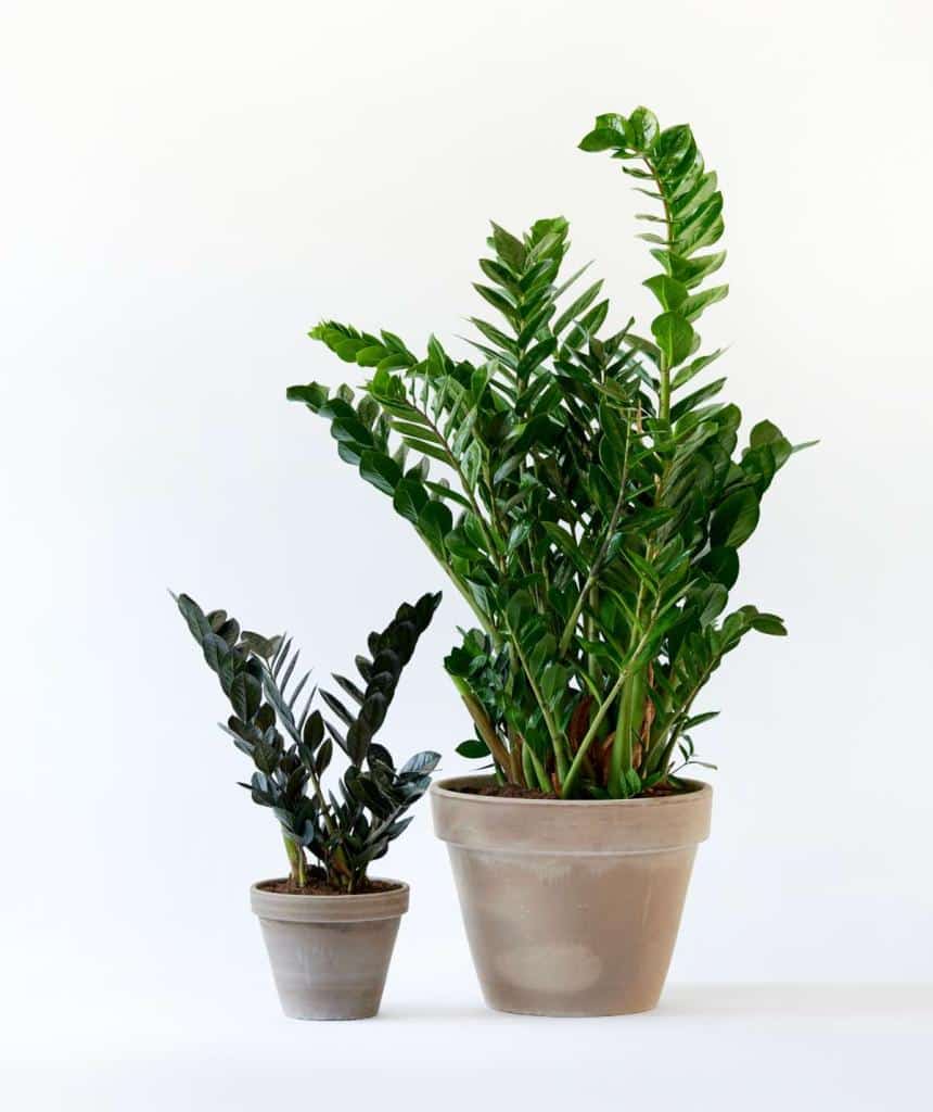 Raven ZZ, the black Zamioculcas – care & propagation