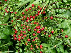 Cotoneaster - planting, pruning, care in hedges and shrub beds