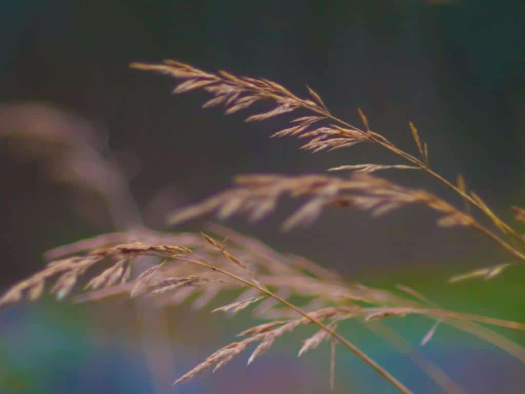 Fescue, a family of blue grasses: planting and care