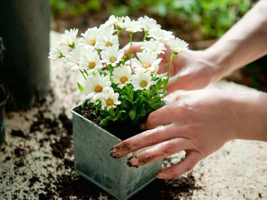 White flower beds, pearly-white landscaping ideas for an all-white garden