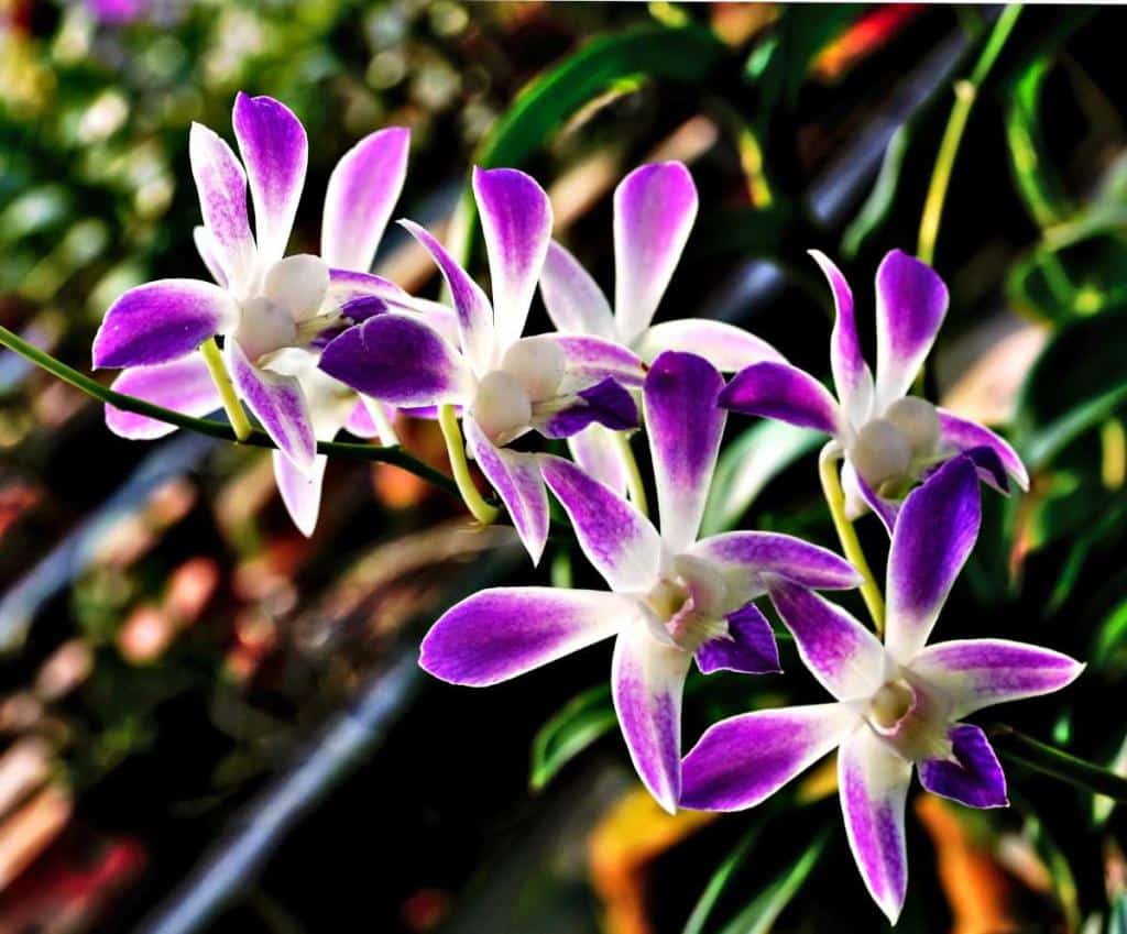Orchid flower meaning, what is each species and color the symbol of?
