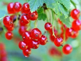 Red currant - care, pruning and harvest