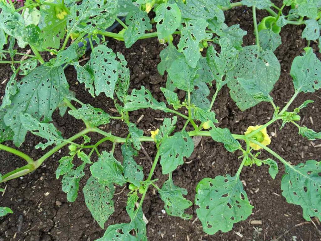 Flea beetle, tiny jumping beetles that gnaw holes in leaves – Nature ...