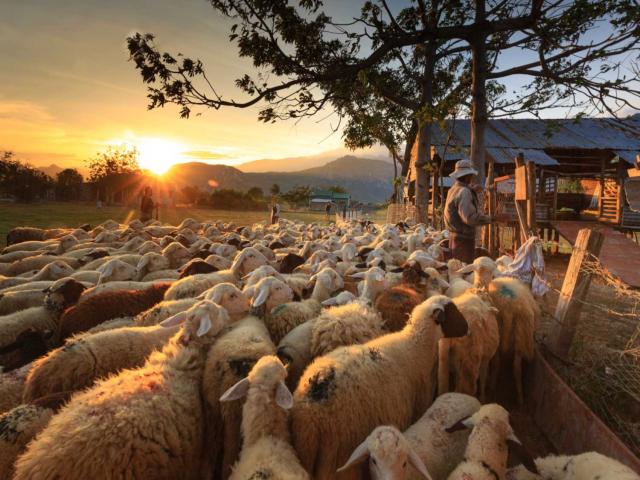 What is WWOOF? A farm experience based on sharing!