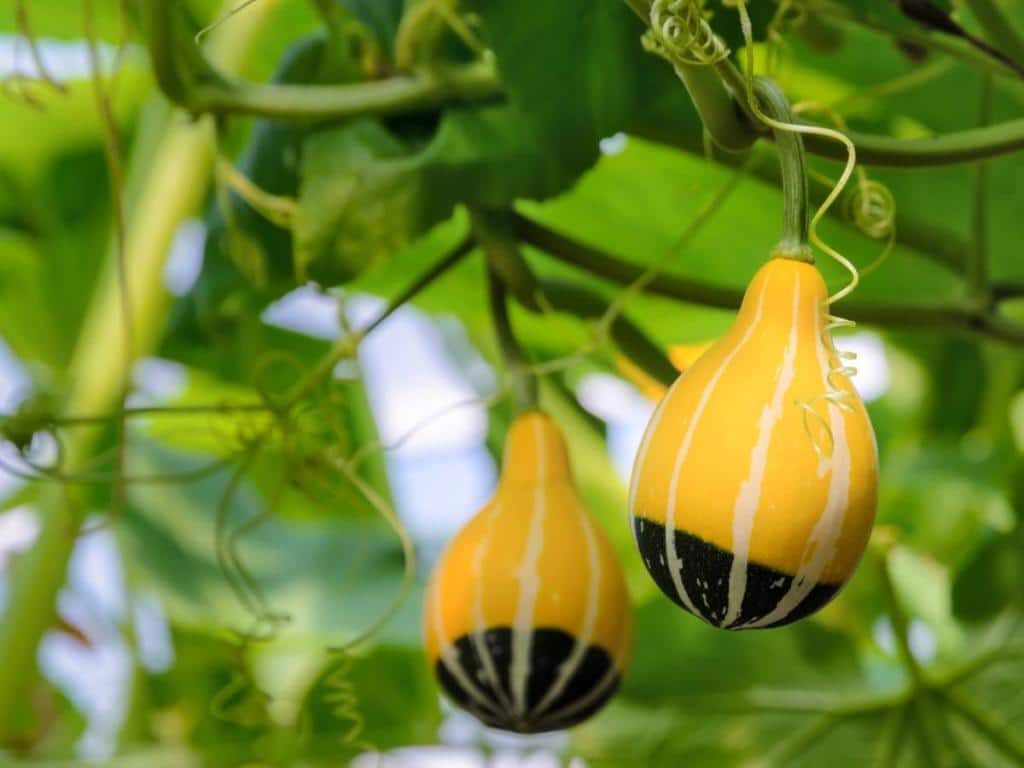 Ornamental gourd, beautiful but not for eating!