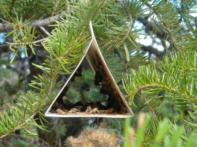 Pheromone traps, lure insects to their end... with scents!