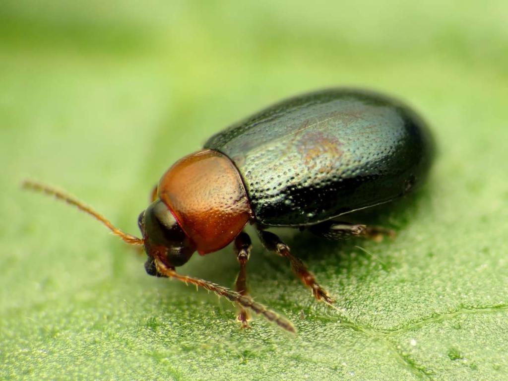 Flea beetle, tiny jumping beetles that gnaw holes in leaves