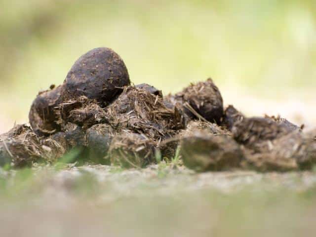 Manure, give this sh*t a thought... it's great for plants!