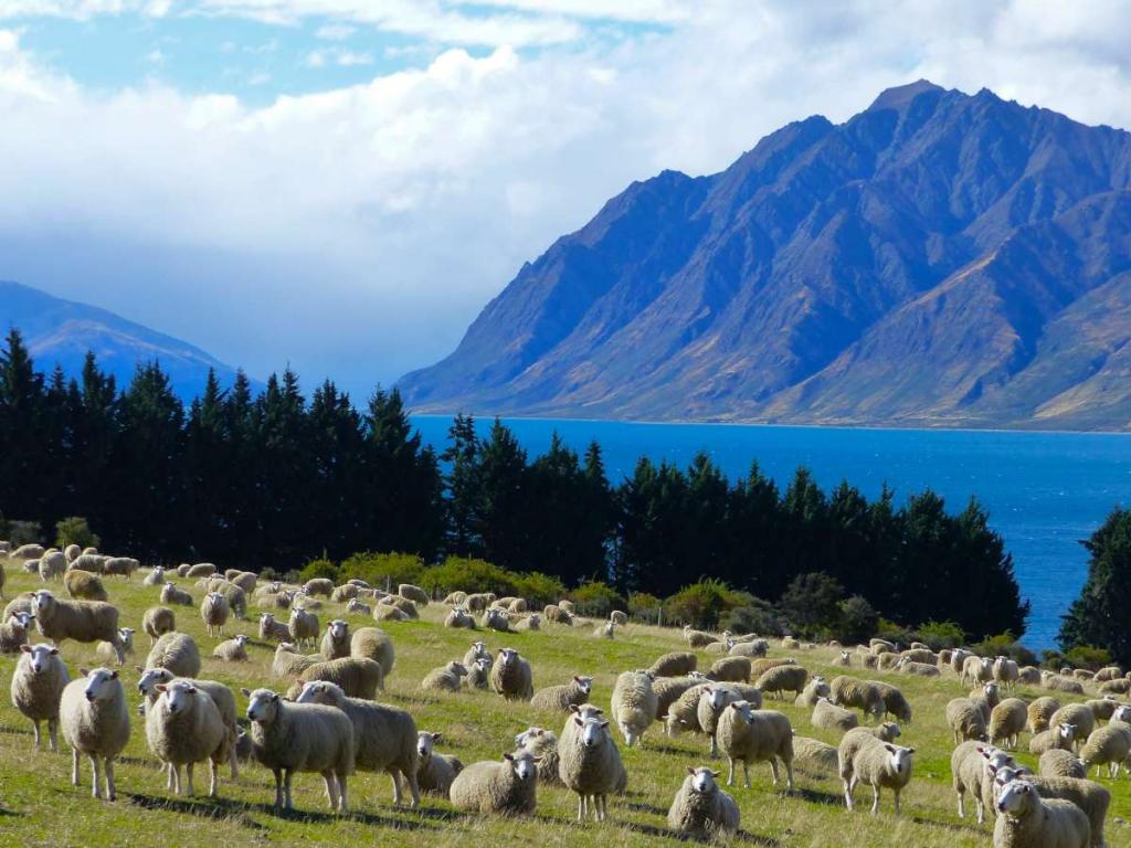 What is WWOOF? A farm experience based on sharing!