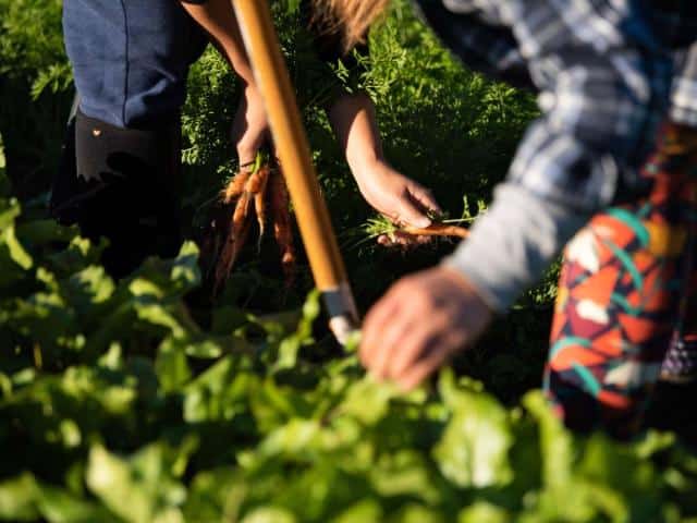 What is WWOOF? A farm experience based on sharing!
