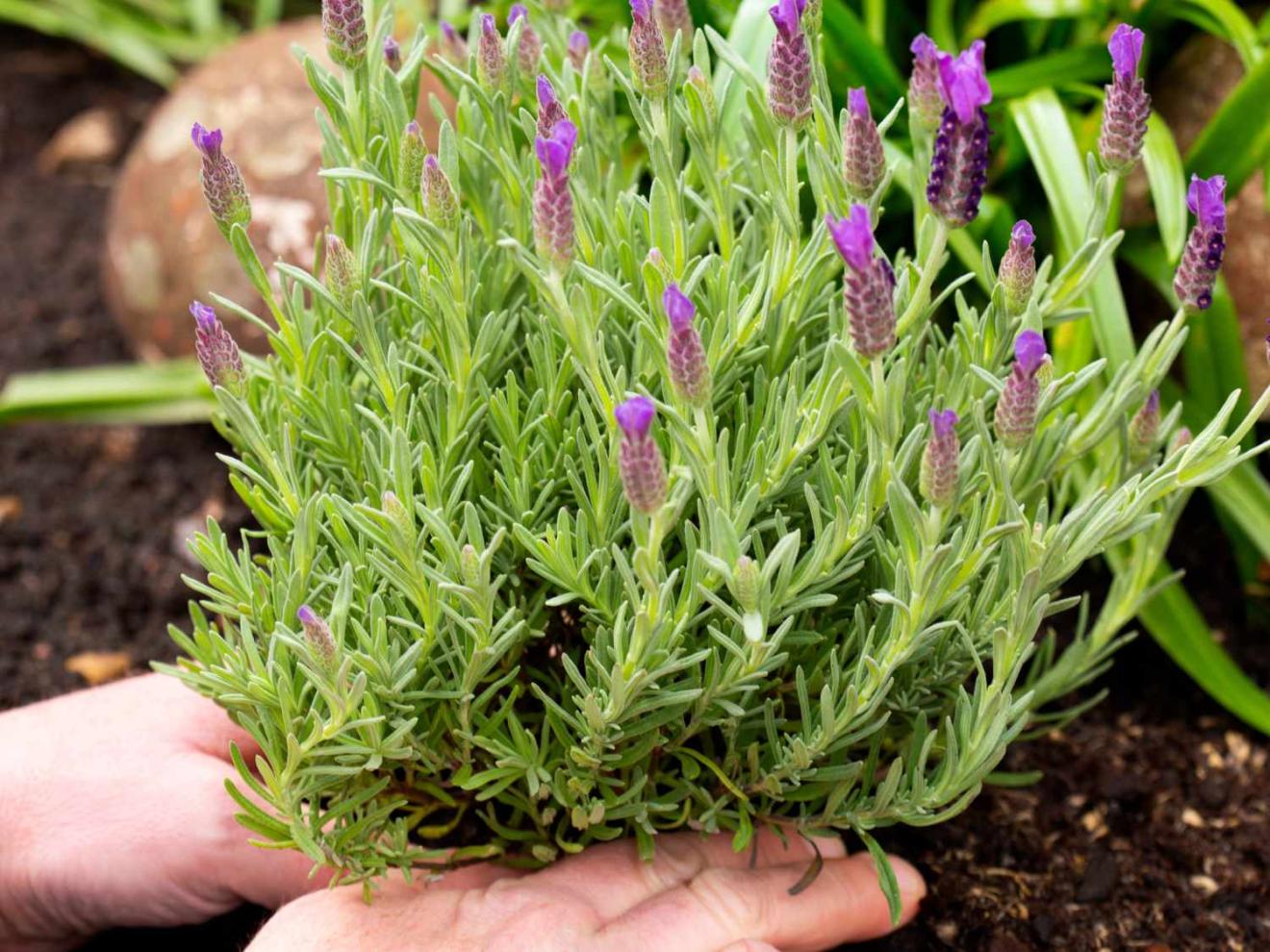 How to prune lavender that is woody