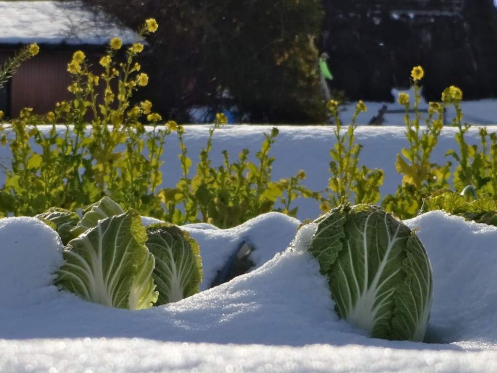 Winter permaculture vegetables, detailed Jan-March tasks