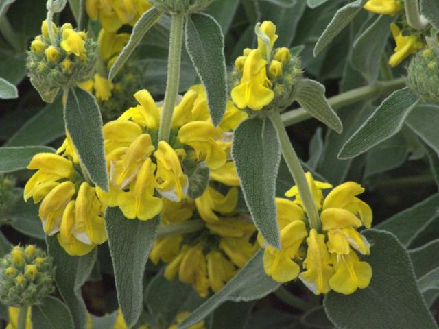 Jerusalem Sage, an easy, ornamental and resistant shrub