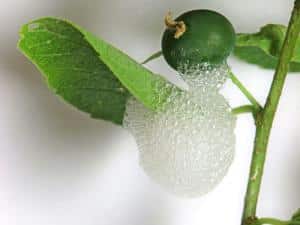 Aphid - how to treat against aphids on plants and roses, all natural