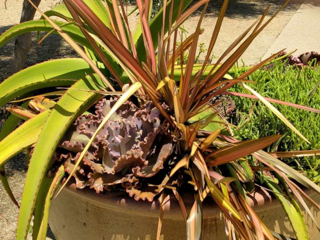 New Zealand flax, a sheath of colorful blades of grass