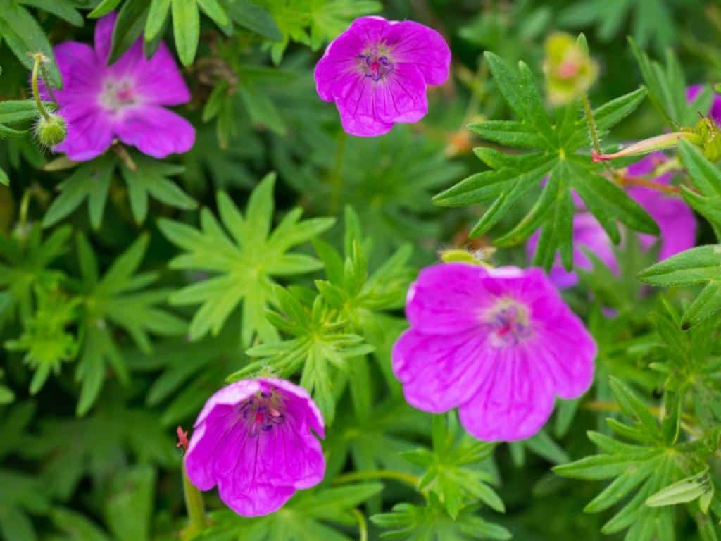 "Geranium 'Patricia', the ideal perennial ground cover