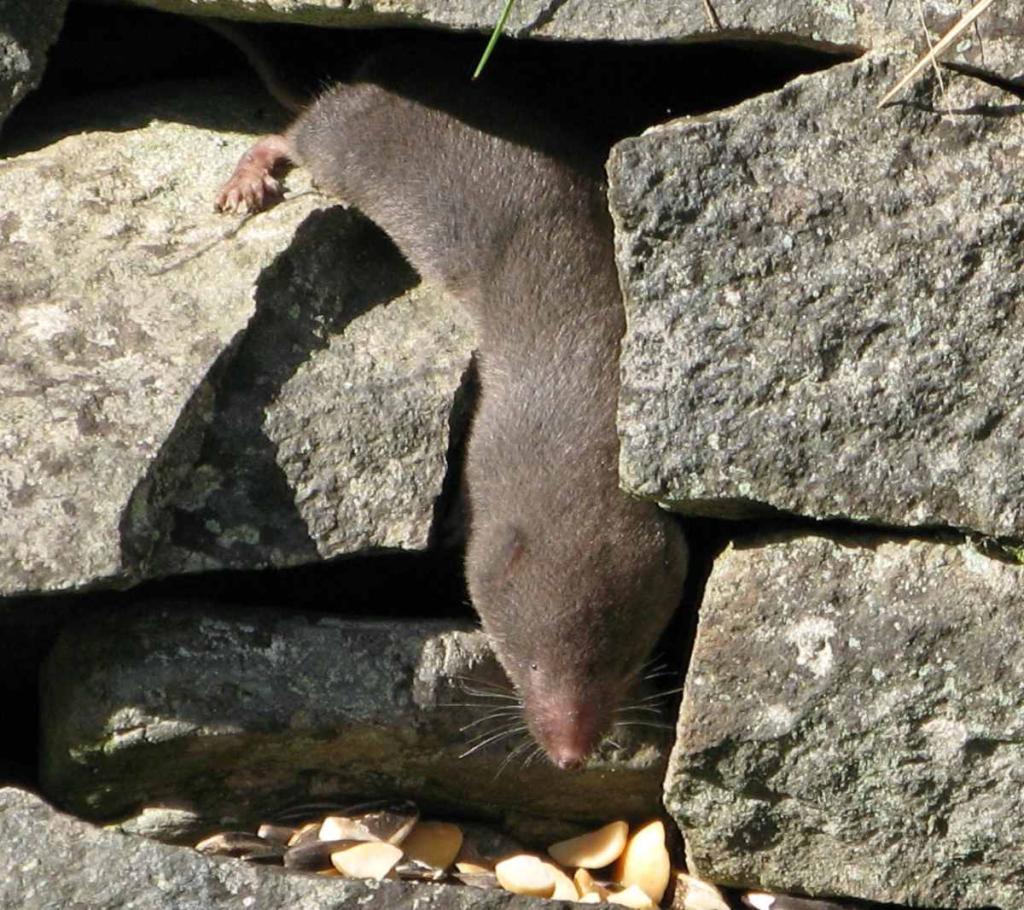 Shrew, a long-snout rodent that helps a lot in the garde