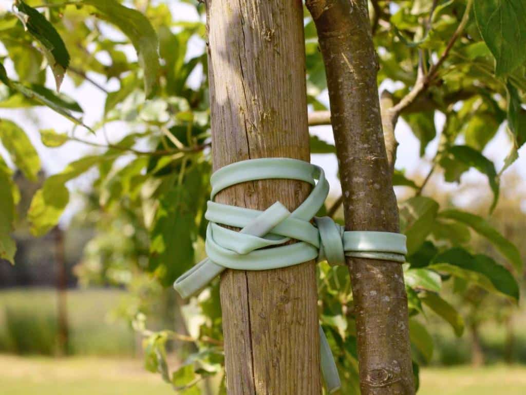 3 most effective ways to stake a tree and why