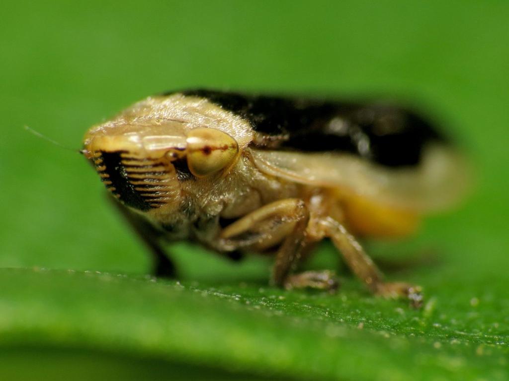 Foamy blobs of spit on plants - meet the spittlebug!