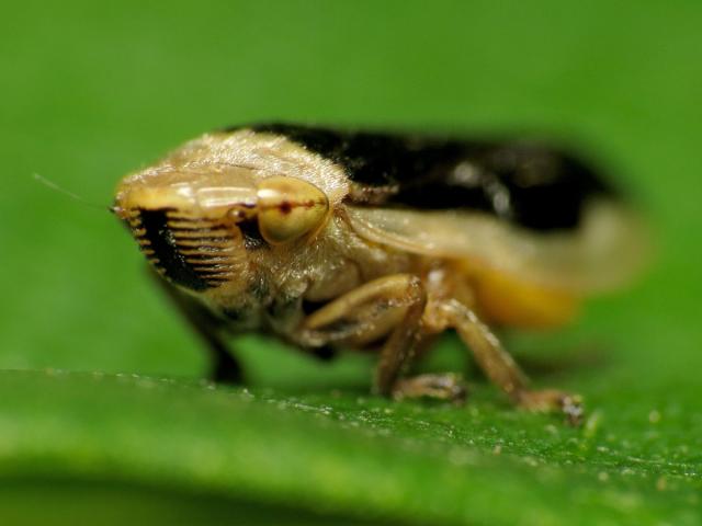 Foamy blobs of spit on plants - meet the spittlebug!