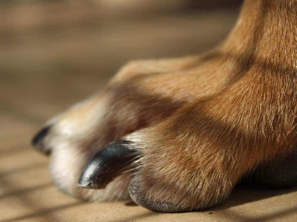 Dog nail care from clipping to filing, and why it's crucial