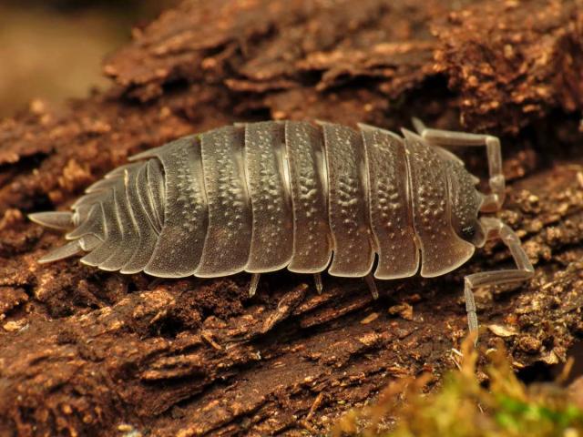 Woodlouse, who would’ve guessed roly-polys were so useful? – Nature ...