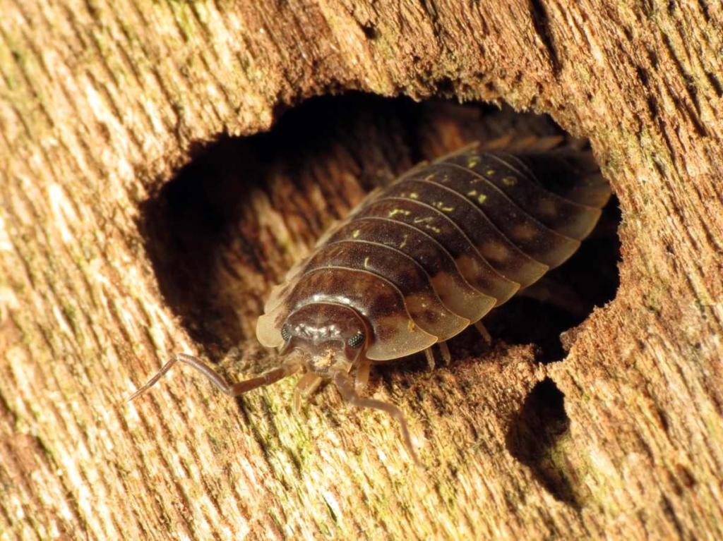 Woodlouse, who would’ve guessed roly-polys were so useful? – Nature ...