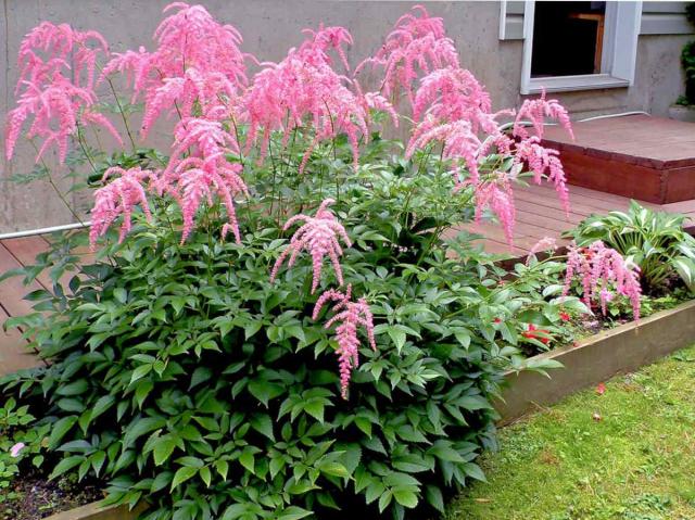 Astilbe, a beautiful perennial: landscaping ideas – Nature & Garden
