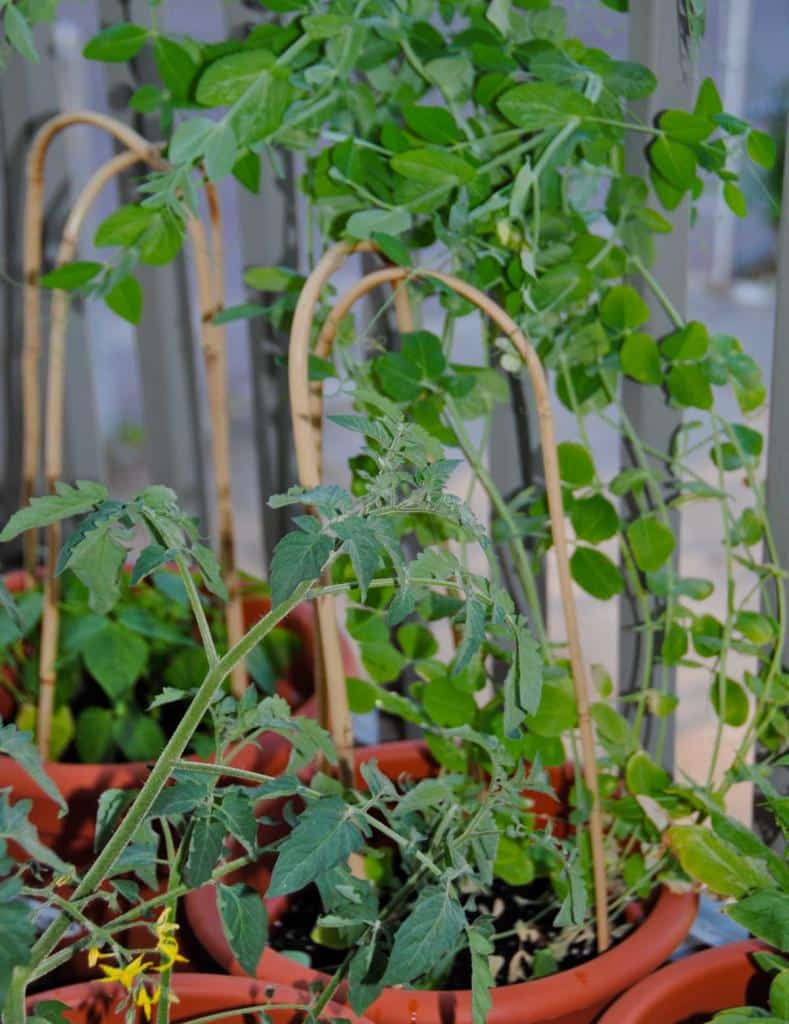Growing peas in pots, key planting tips to get lots of pods