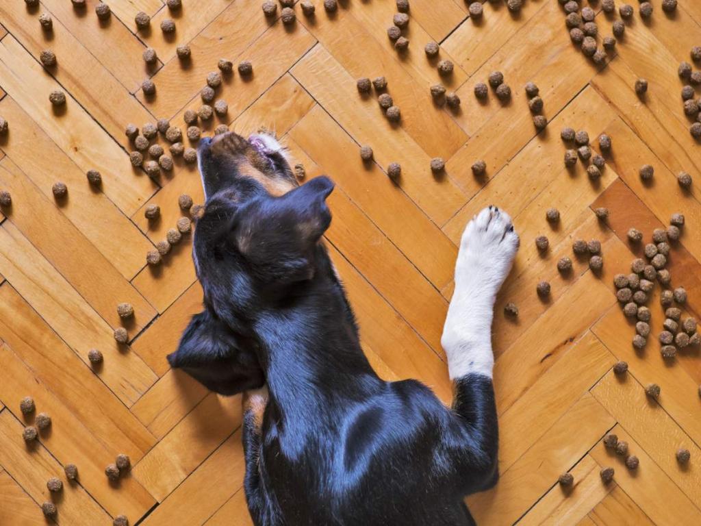 Dog always eating? There's a reason – and a solution