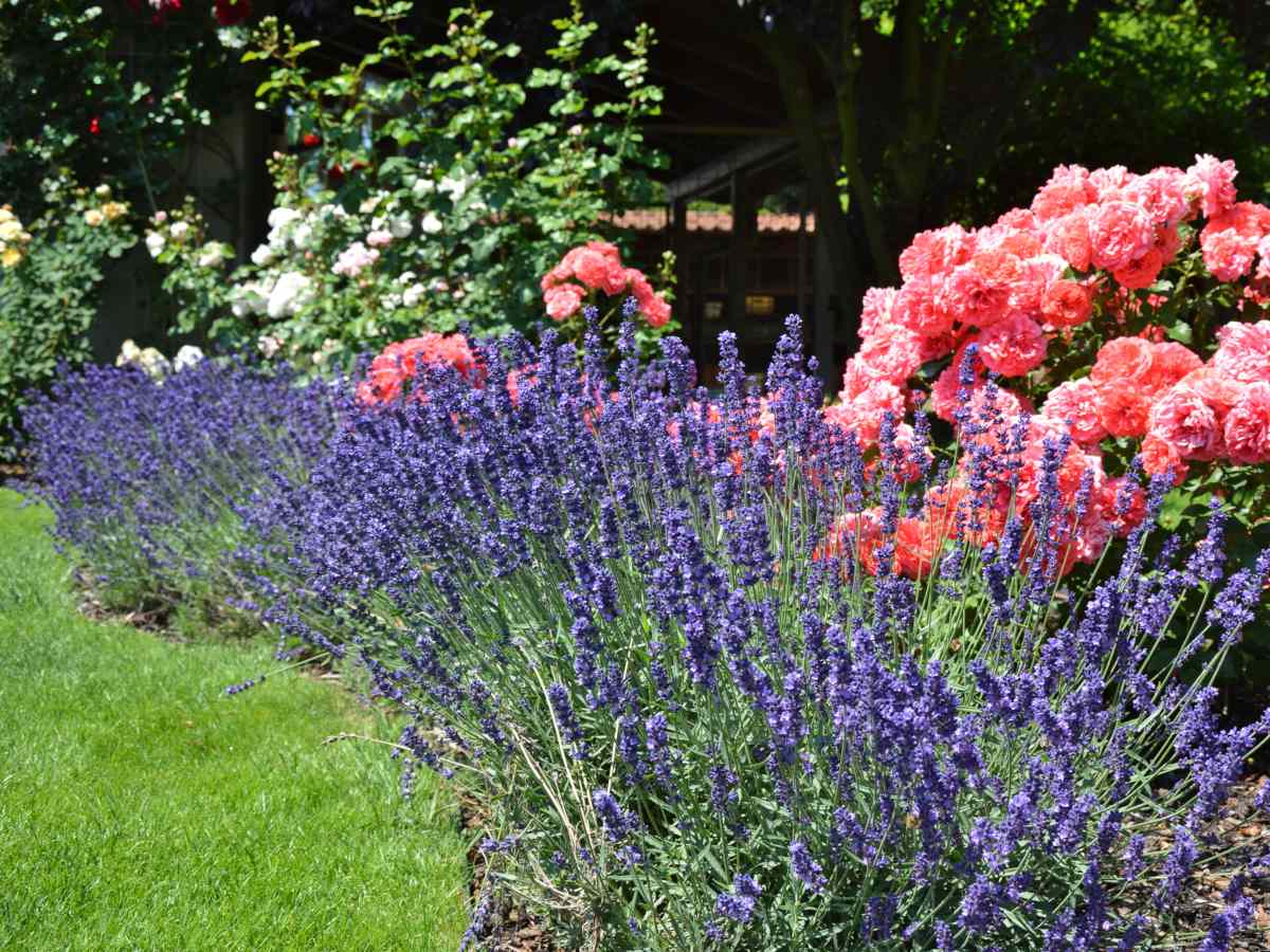 Plants for borders and edges, the best of the best