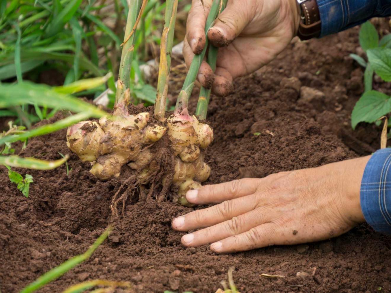 Home-grown ginger: a healthy delight that's easy to care for