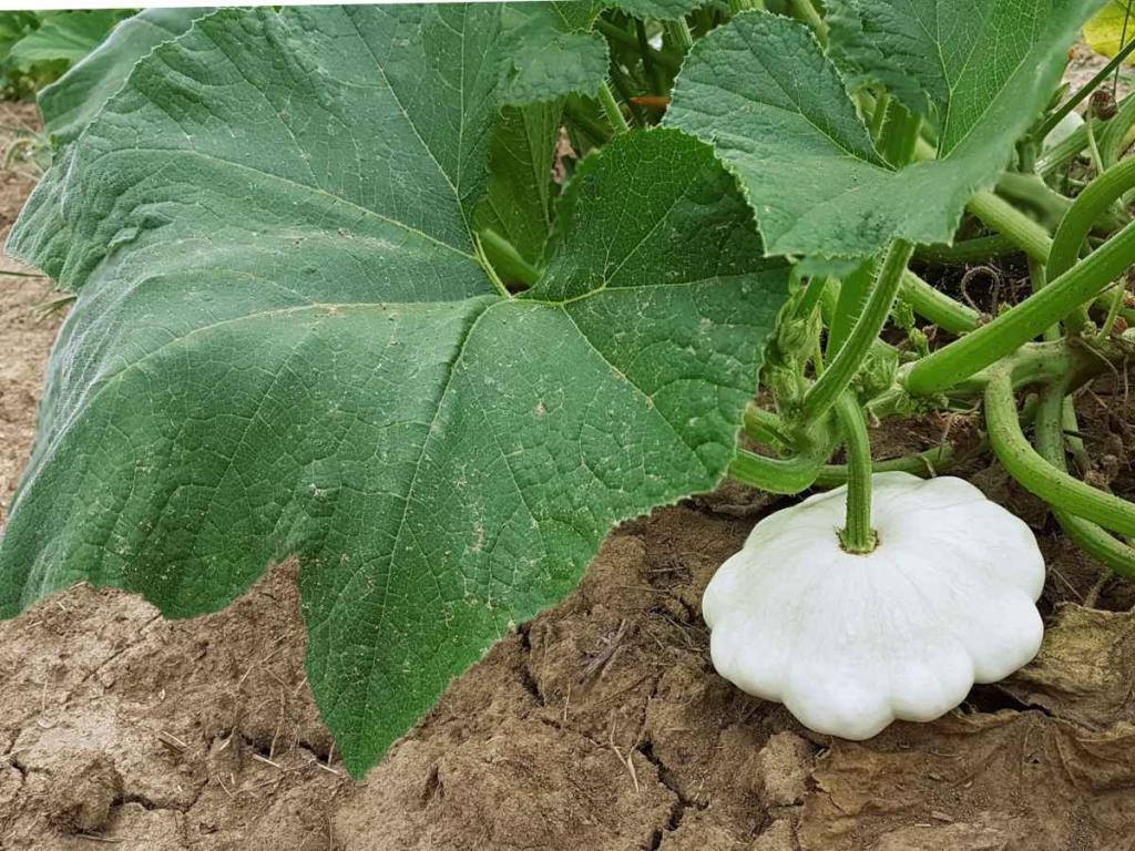 Pattypan squash, how to grow and cook pâtisson
