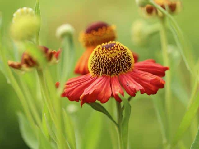 Helenium, a perennial pop of color for your garden
