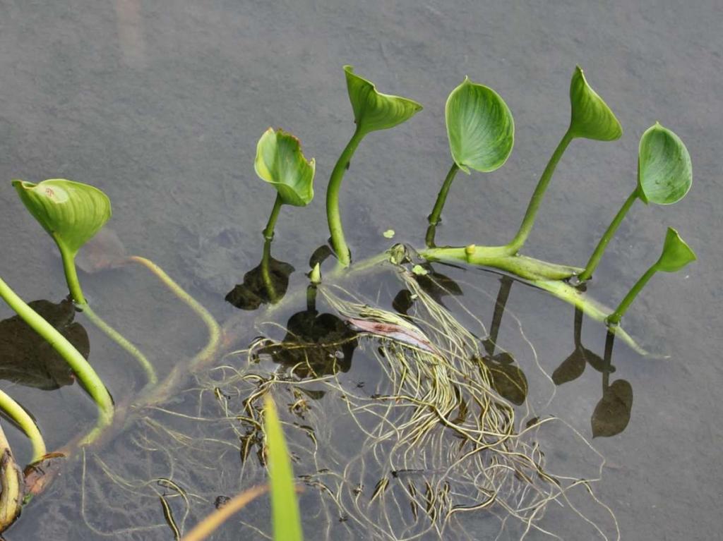 Calla palustris, how to grow and care for bog arum