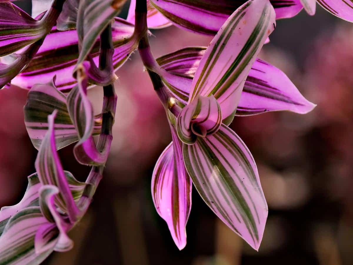 Tradescantia ‘Nanouk’, a gorgeous and easy-to-grow houseplant – Nature ...