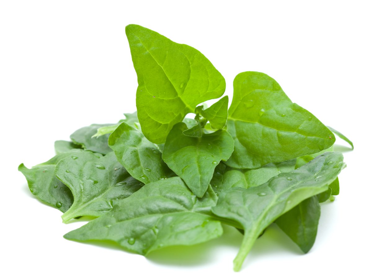 New Zealand spinach, same taste and less hassle to grow
