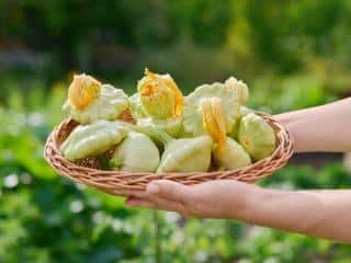 Pattypan squash, how to grow and cook pâtisson