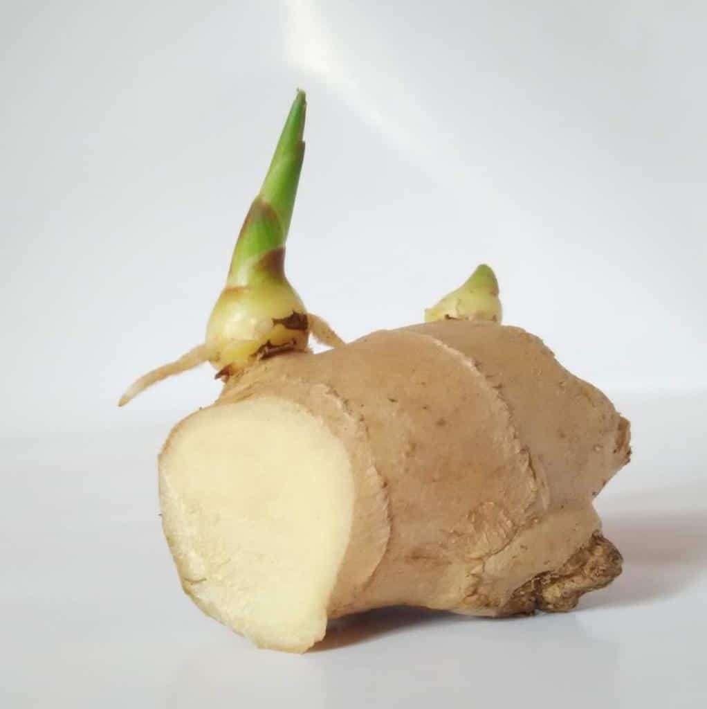 Home-grown ginger: a healthy delight that's easy to care for