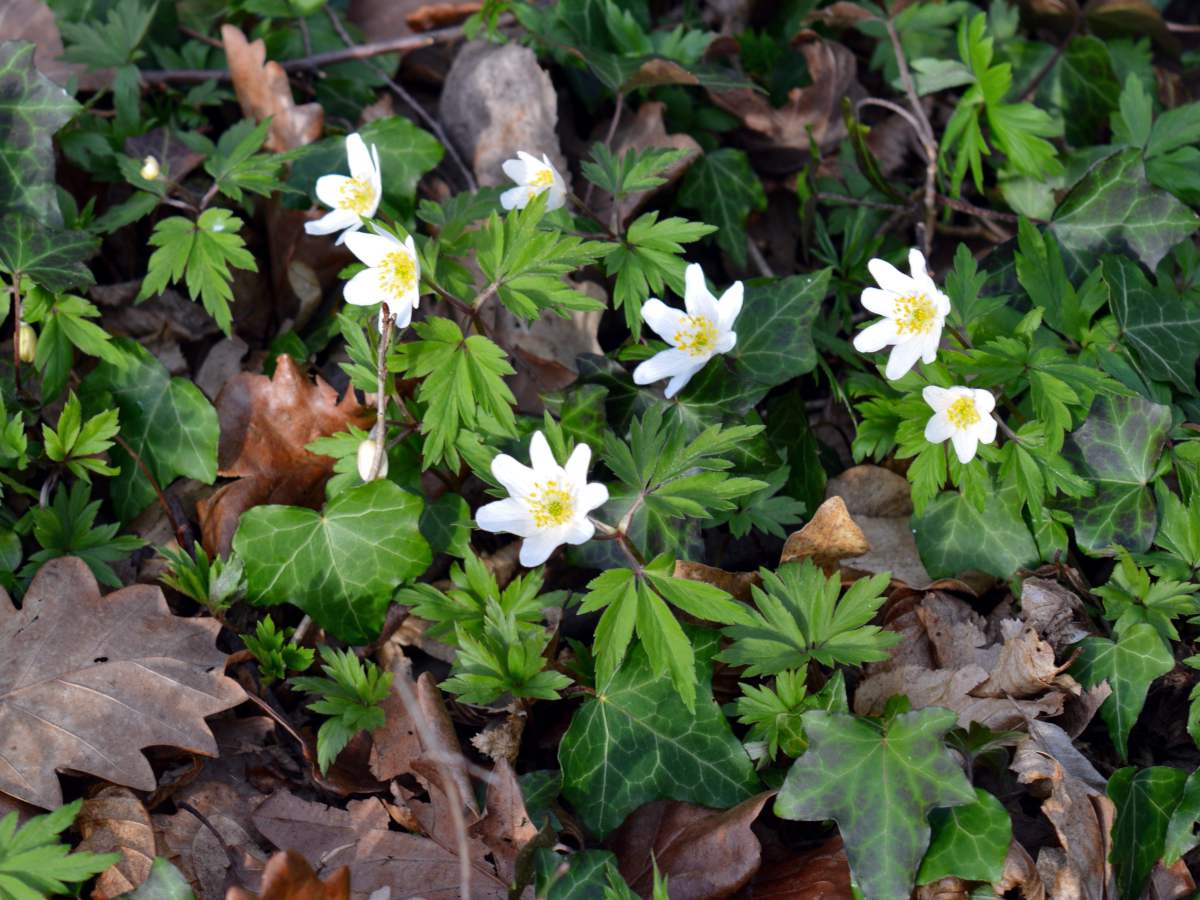 Wood anemone, a planting guide for the soft Anemone nemorosa – Nature ...