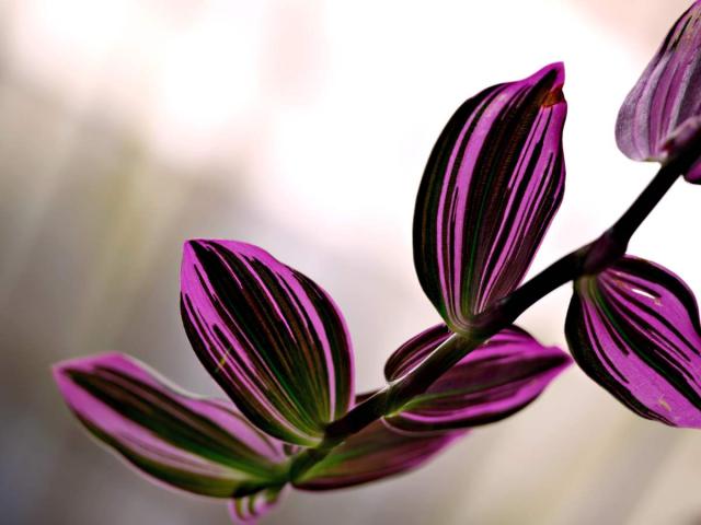 Tradescantia ‘Nanouk’, a gorgeous and easy-to-grow houseplant – Nature ...