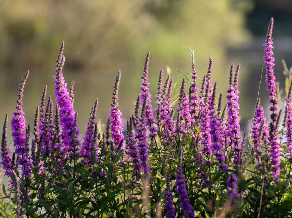 Purple loosestrife, planting and growing Salicaria for its benefits