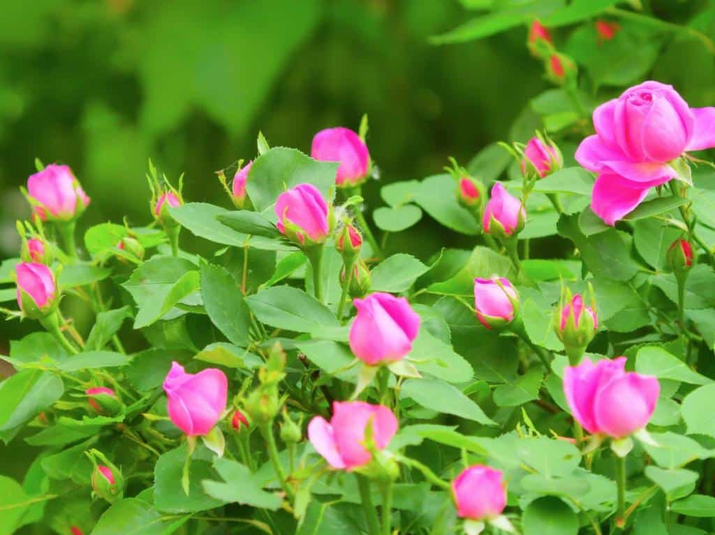 Rosa damascena, the fragrant damask rose: varieties, uses, care