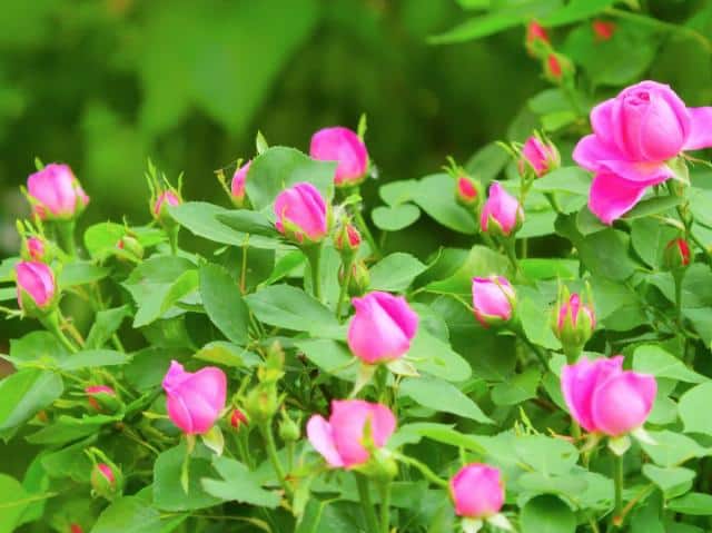 Rosa damascena, the fragrant damask rose: varieties, uses, care